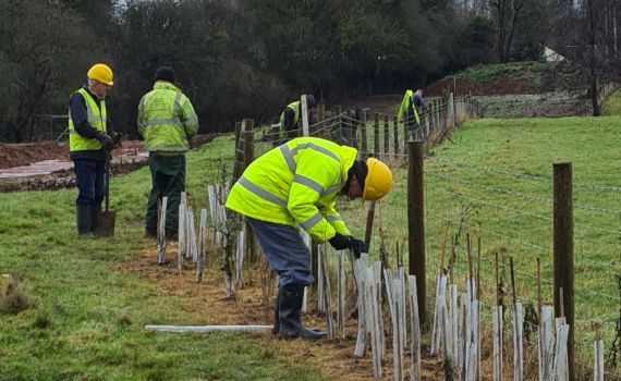 Hedging at Malswick - Herefordshire and Gloucestershire Canal Trust